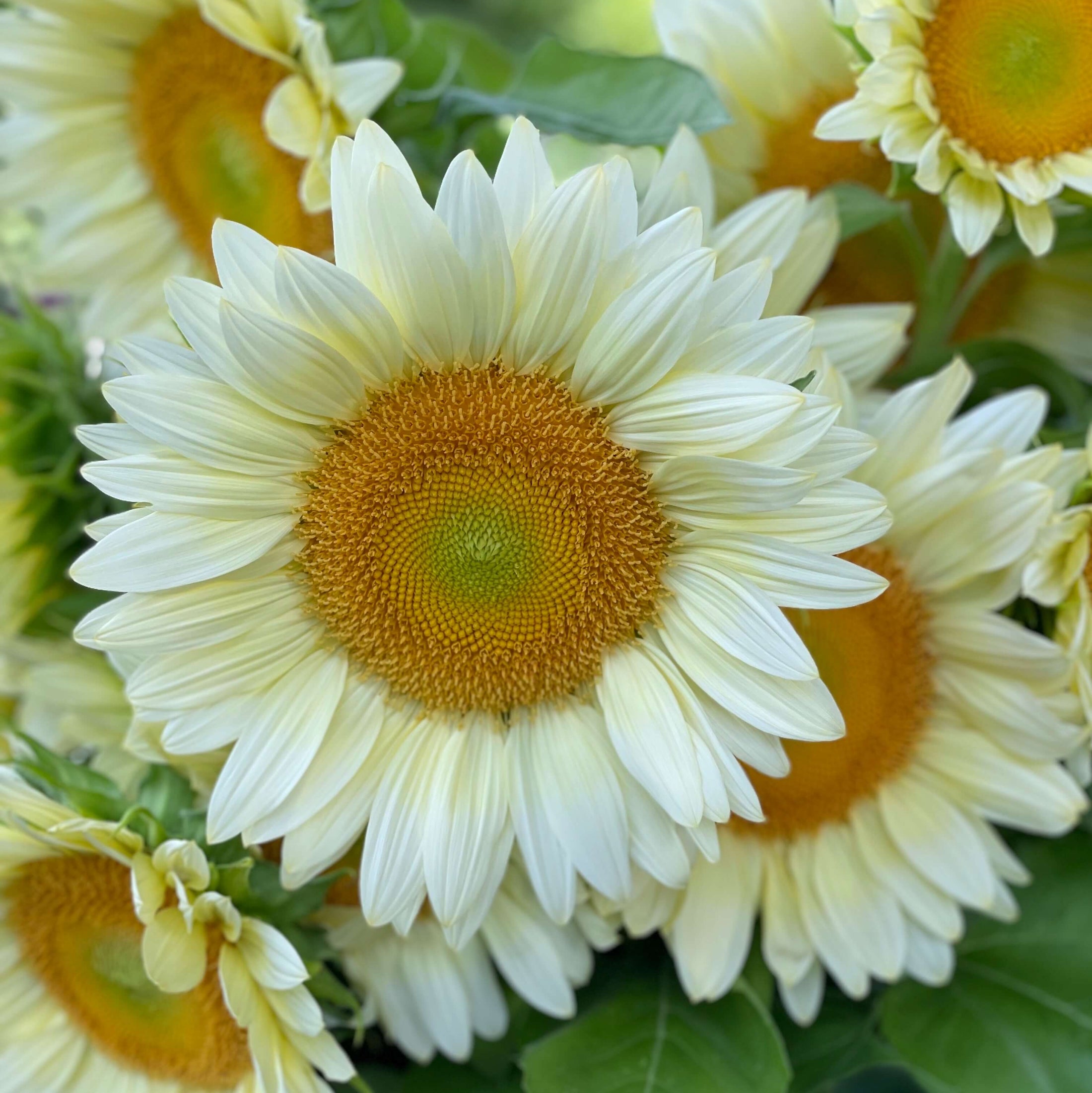 ProCut® White Lite Sunflower – Bear Creek Farm