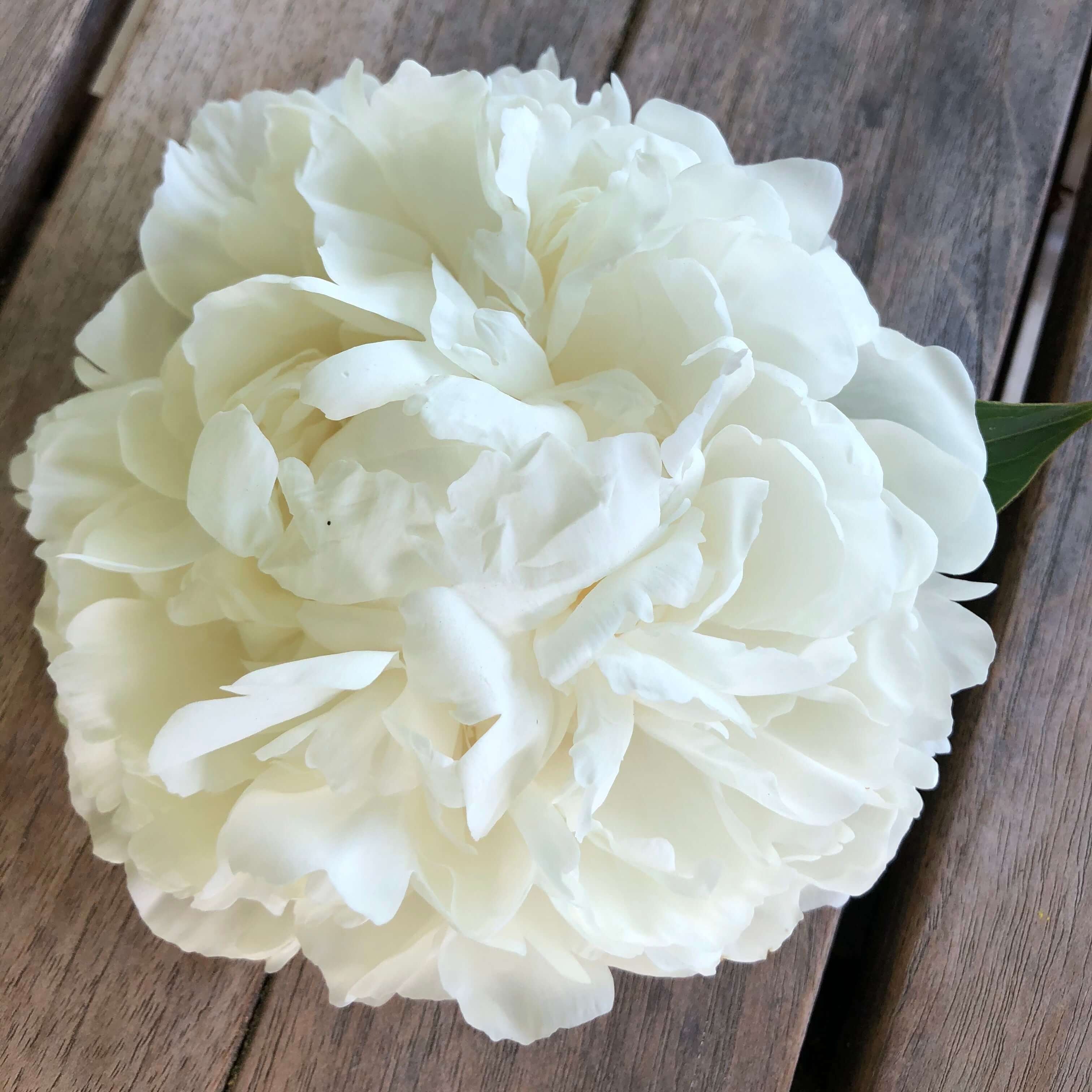 White Ivory – Bear Creek Farm