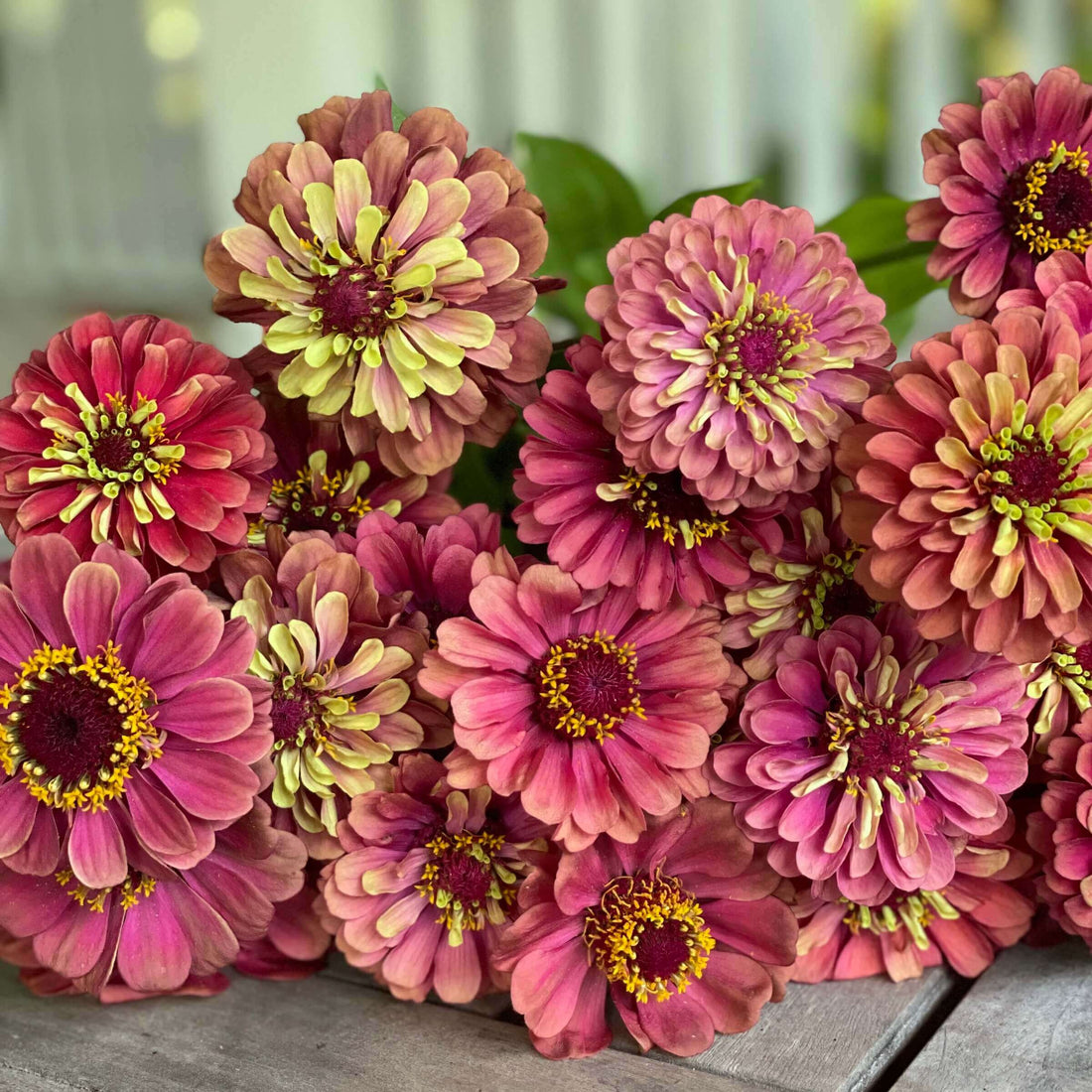 Zinnia Queen Red Lime – Bear Creek Farm