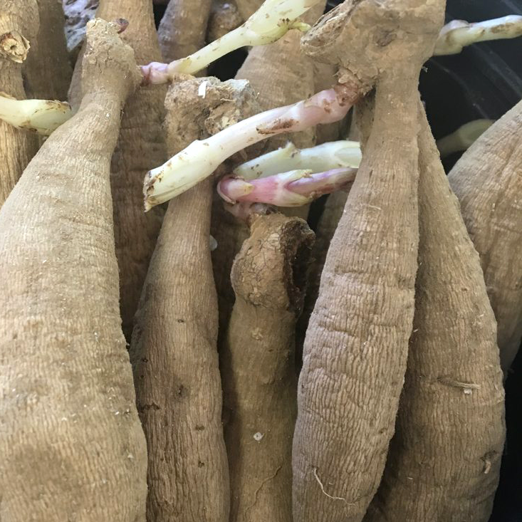 Free Tuber – Bear Creek Farm